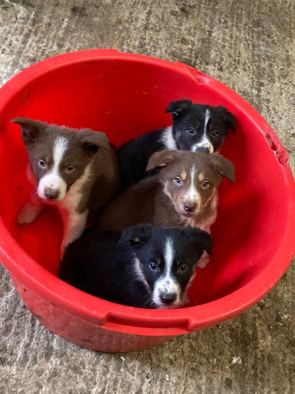 Border Collie Puppies For Sale In Wales | Border Collie Owners