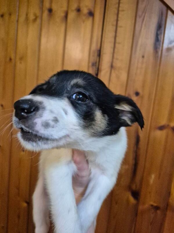 Collie X Springer - Border Collie Puppies For Sale in St Austell ...